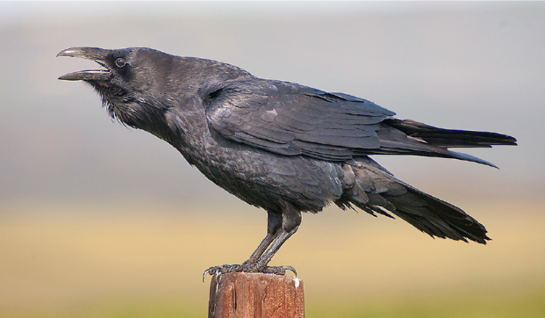 Korpen – en fågel värd att älska och högakta – Kvällsstunden